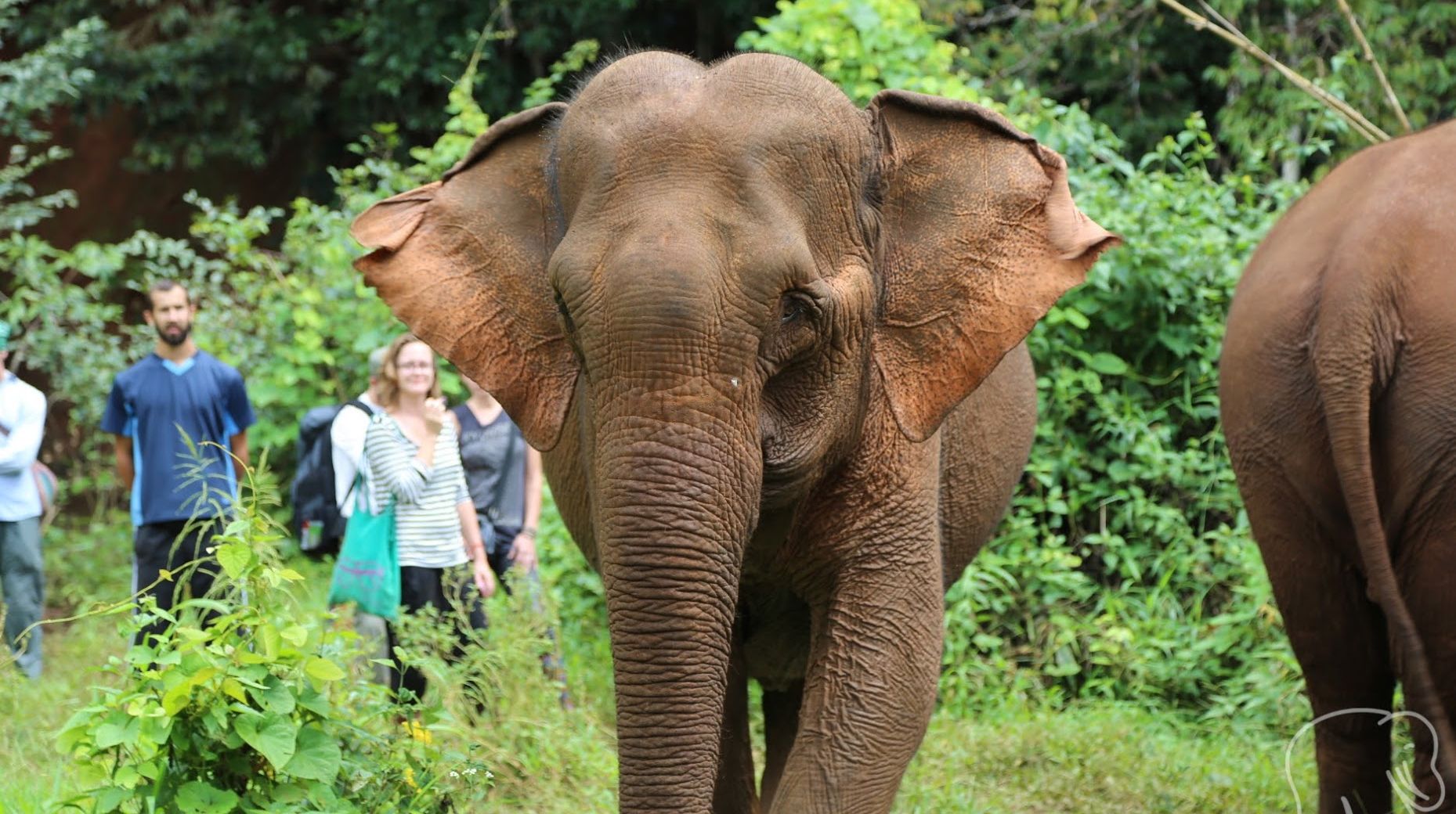 Elephant Valley P. | TakeMeTour