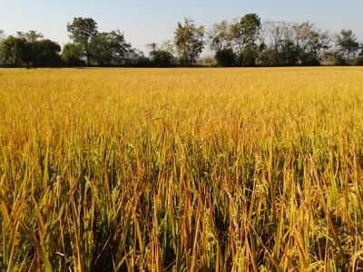Happy Farming at Ban Rai Han Sa - TakeMeTour