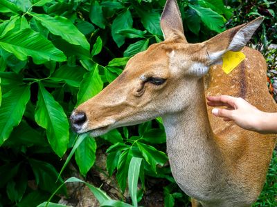 Open Zoo & Temple Tour - TakeMeTour